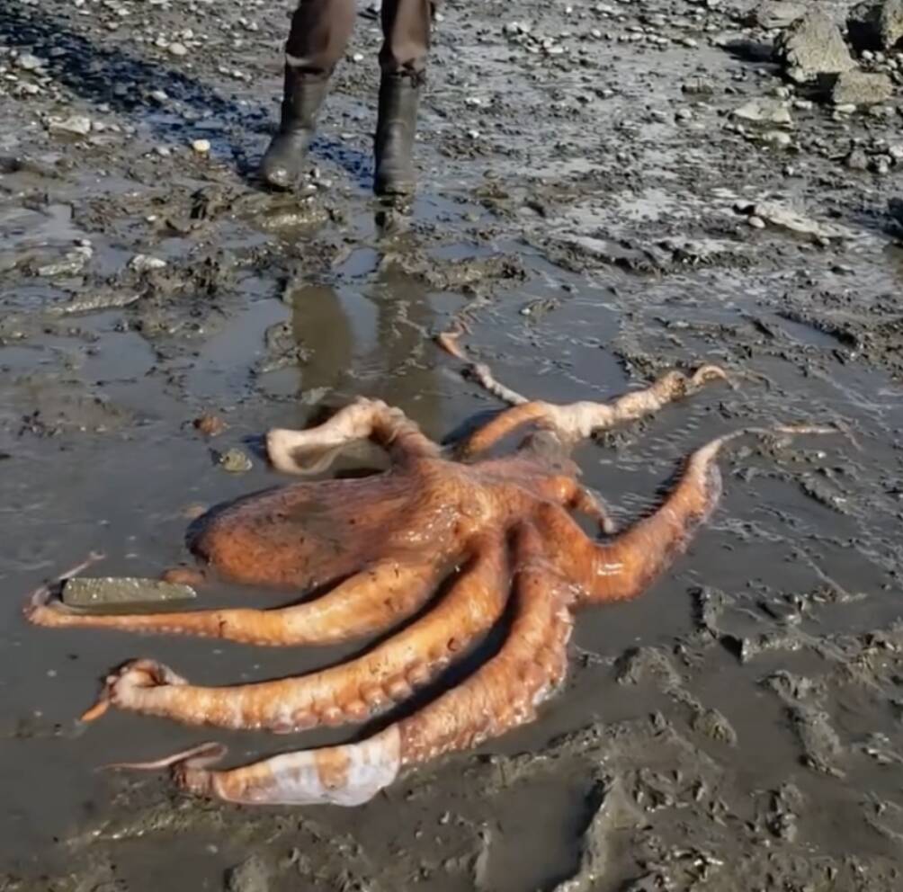 Family call for help when they find world’s largest octopus species ...