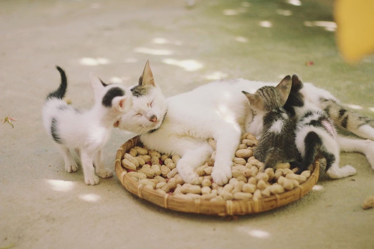 Why a mother cat adopted two extra kittens