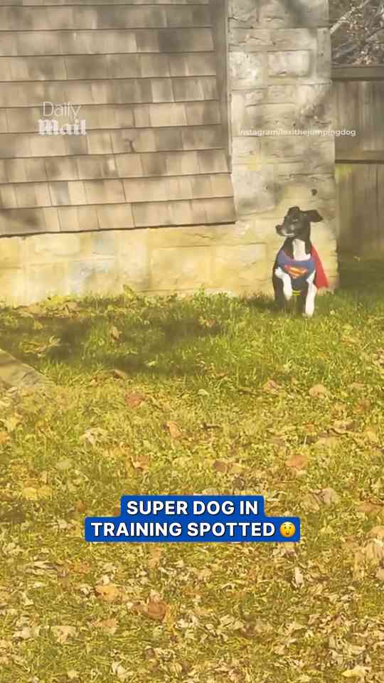 Dog gears up like a superhero in adorable transformation