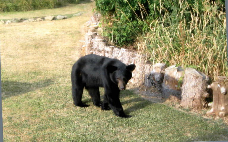 Black bear runs into traffic in Ohio. How you can stay safe