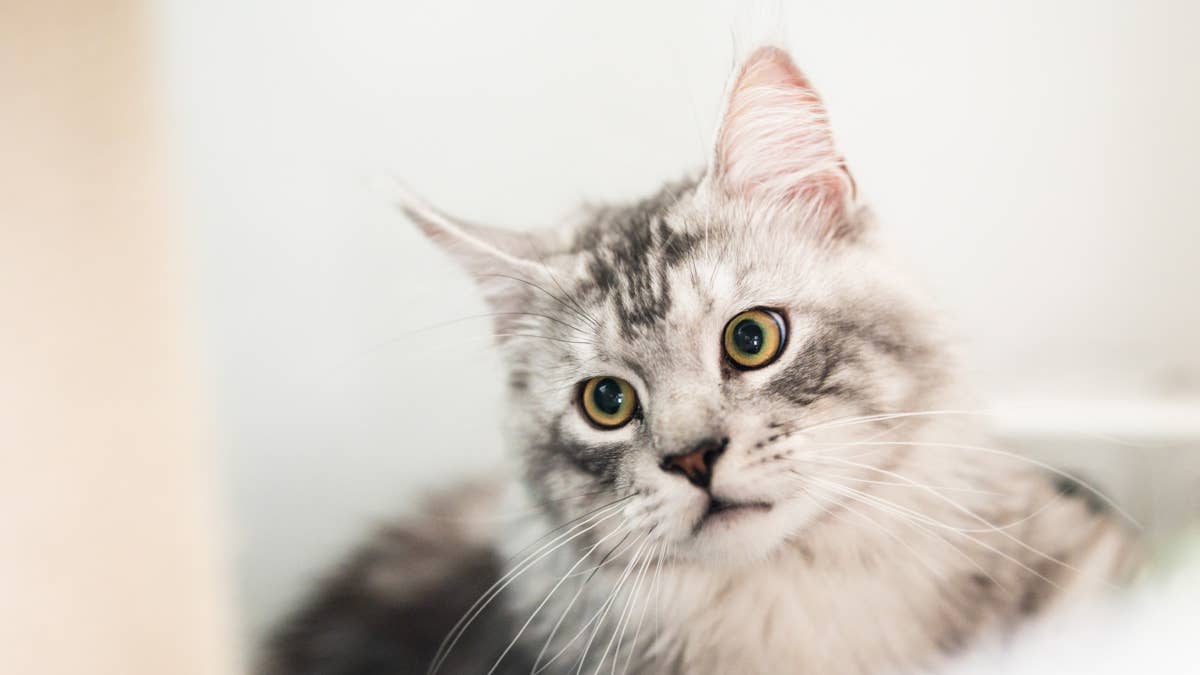 This smarty-pants Maine coon cat may actually be calling for mom by name
