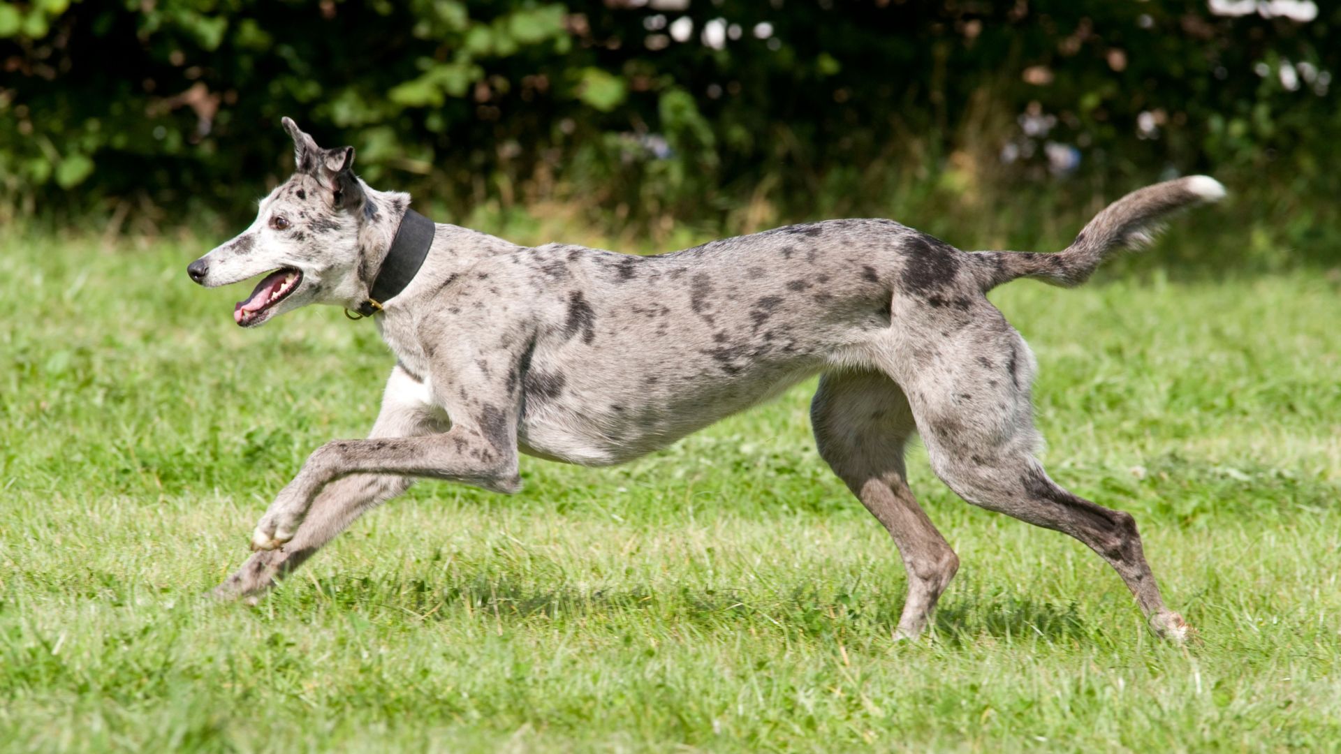 The most Googled dog breeds revealed