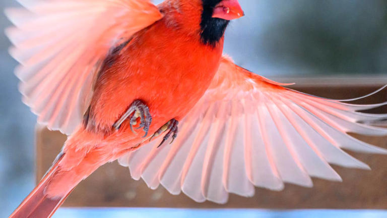 Feisty little cardinal is going viral for the hilarious way he refuses ...