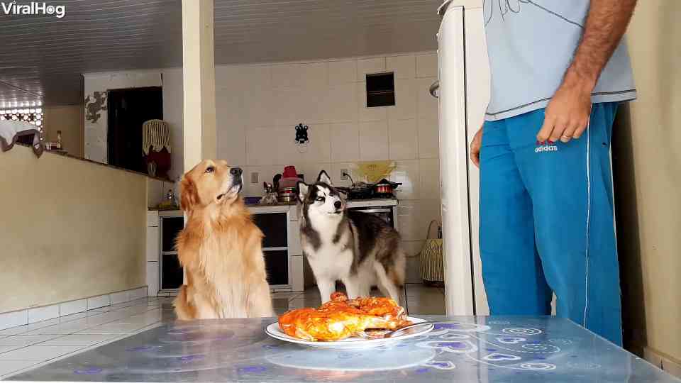 Dogs react to the ultimate chicken test