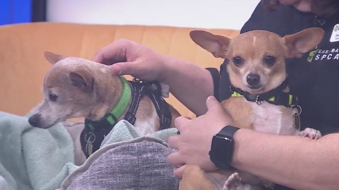 Marking National Rescue Dog Day with the East Bay SPCA