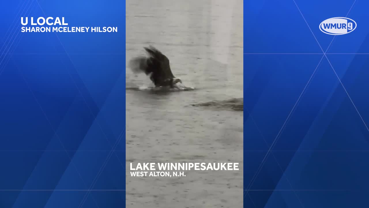 Must-see video: Bald eagle seen swimming in Lake Winnipesaukee