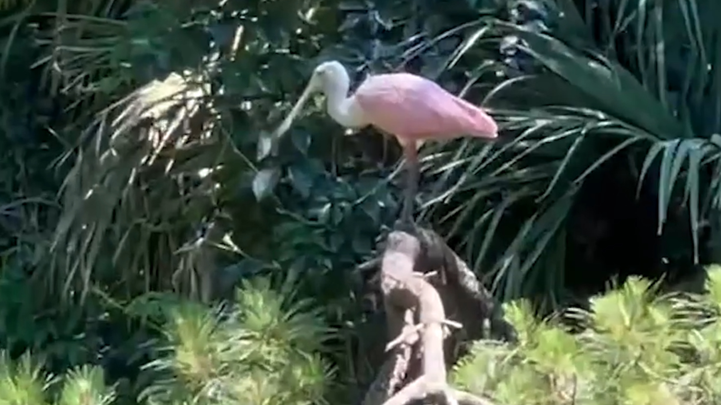 Bird sanctuary on Hilton Head threatened by future development
