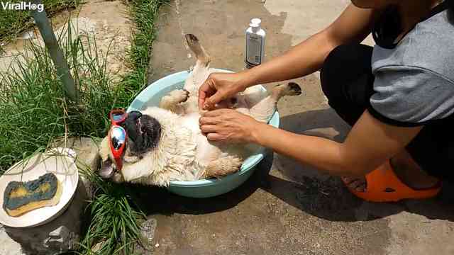 Pug enjoys bath time