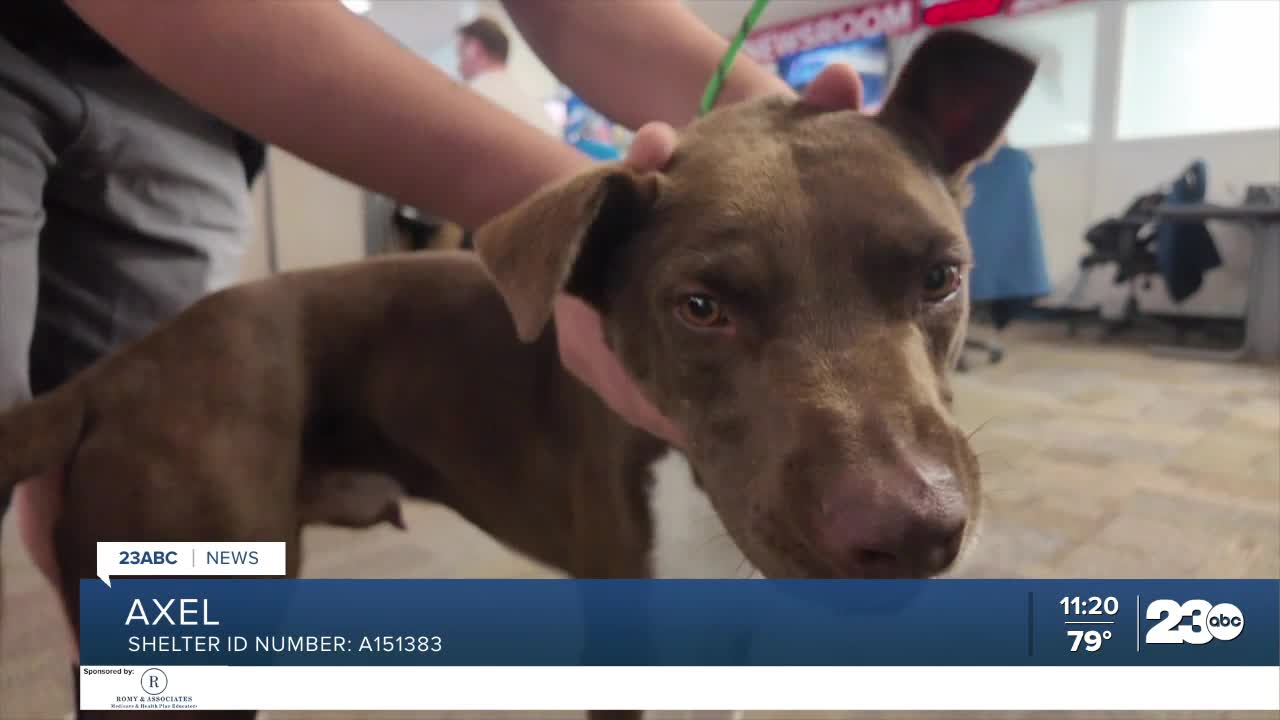 Wag Wednesday: Meet Axel from Bakersfield Animal Care Center