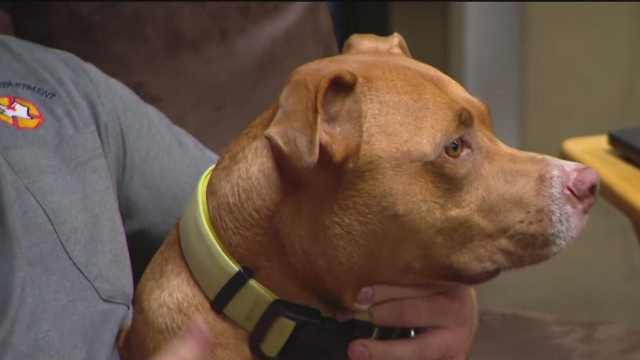 When a family saw this strange dog barking at the door, they soon ...