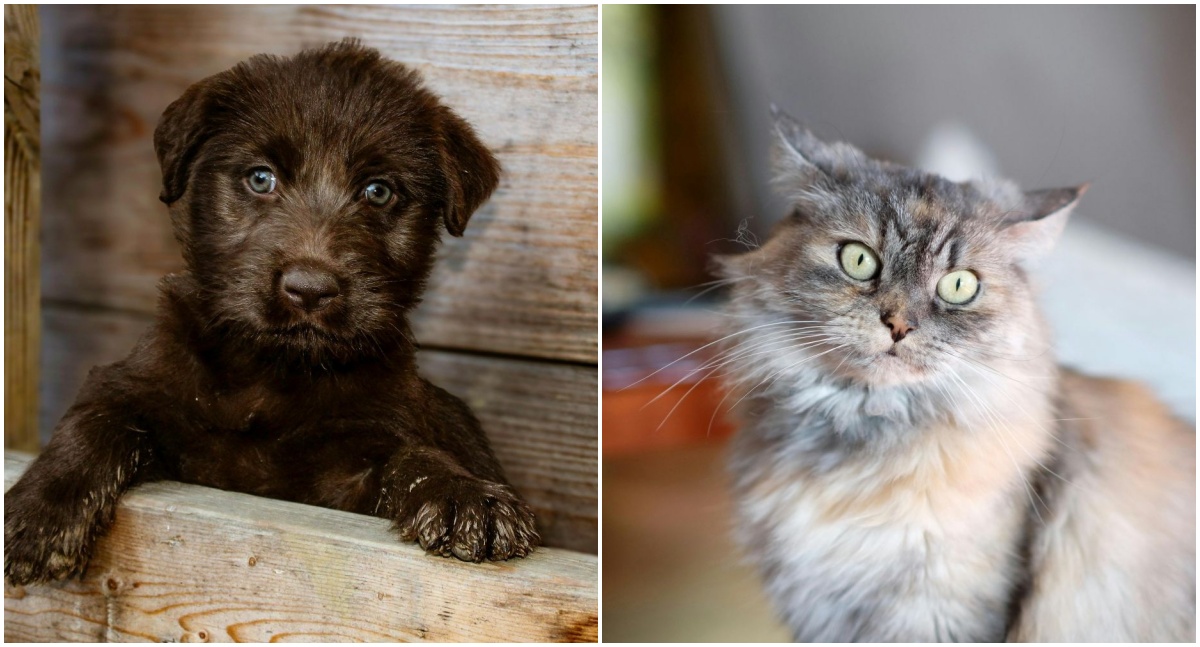 Inteligência artificial vira ferramenta para golpes envolvendo animais ...