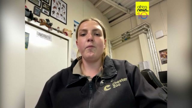 Baby aardvark Womble delights keepers at Chester Zoo