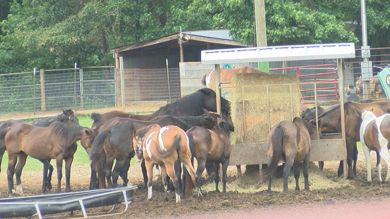 5 rescue horses killed in lightning strike at Winnsboro ranch