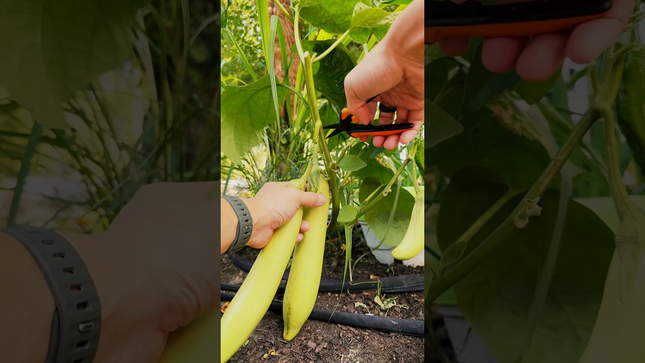 I discovered the secret to perfect Thai green curry 🍽️