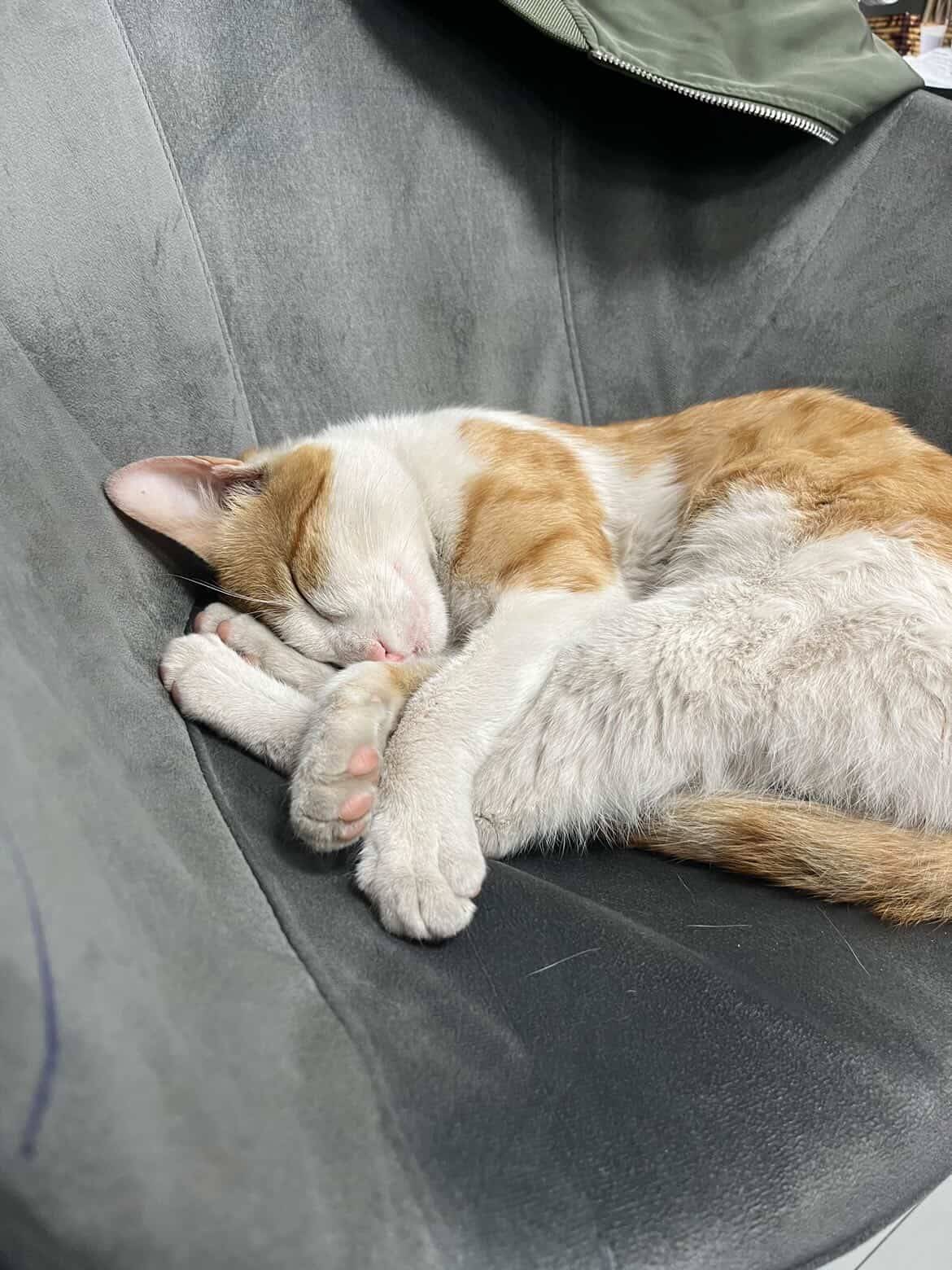 Shopkeeper helps a hungry stray cat — and now gets daily hugs in return