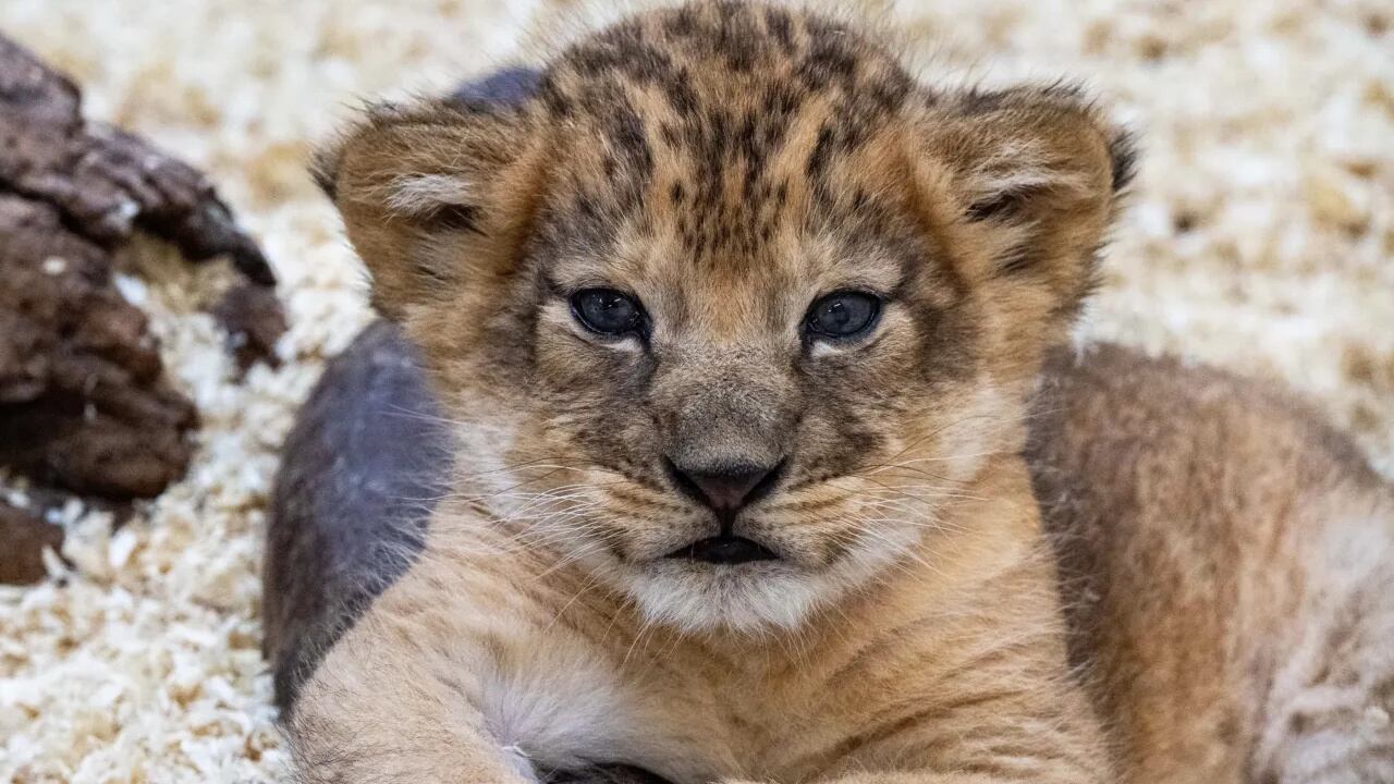Pittsburgh Zoo announces birth of female lion cub
