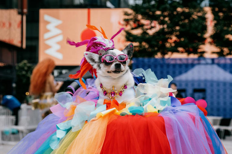 Woof Fest: Paws for Pride 2026, NYC