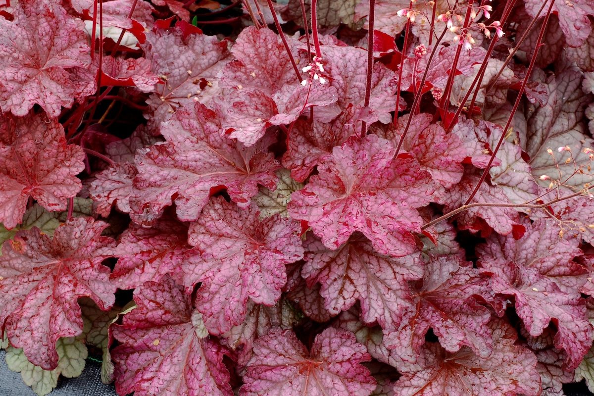 11 most popular perennial flowers for your garden