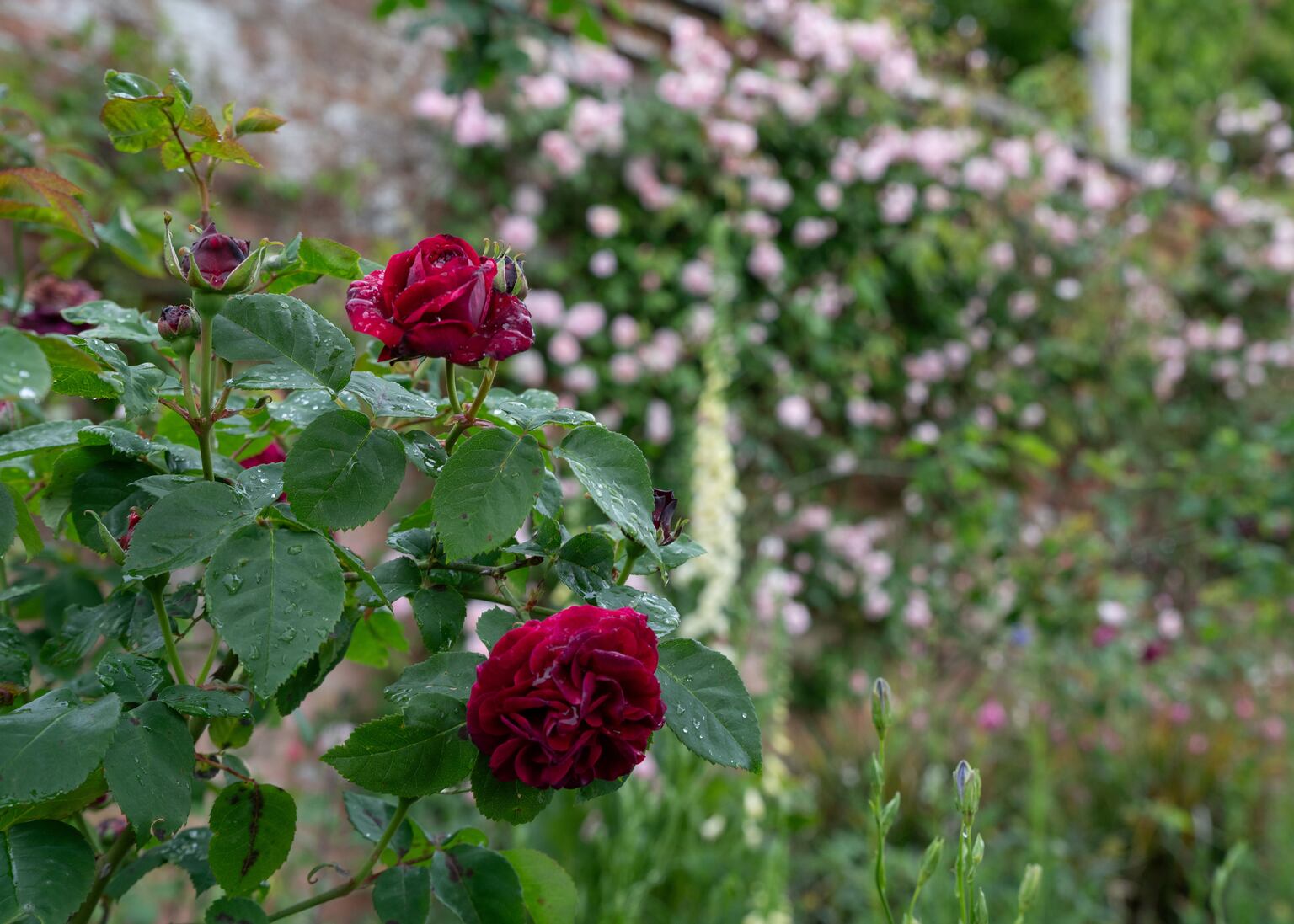 Roses bloom 'weeks early' as climate change upends flowering patterns