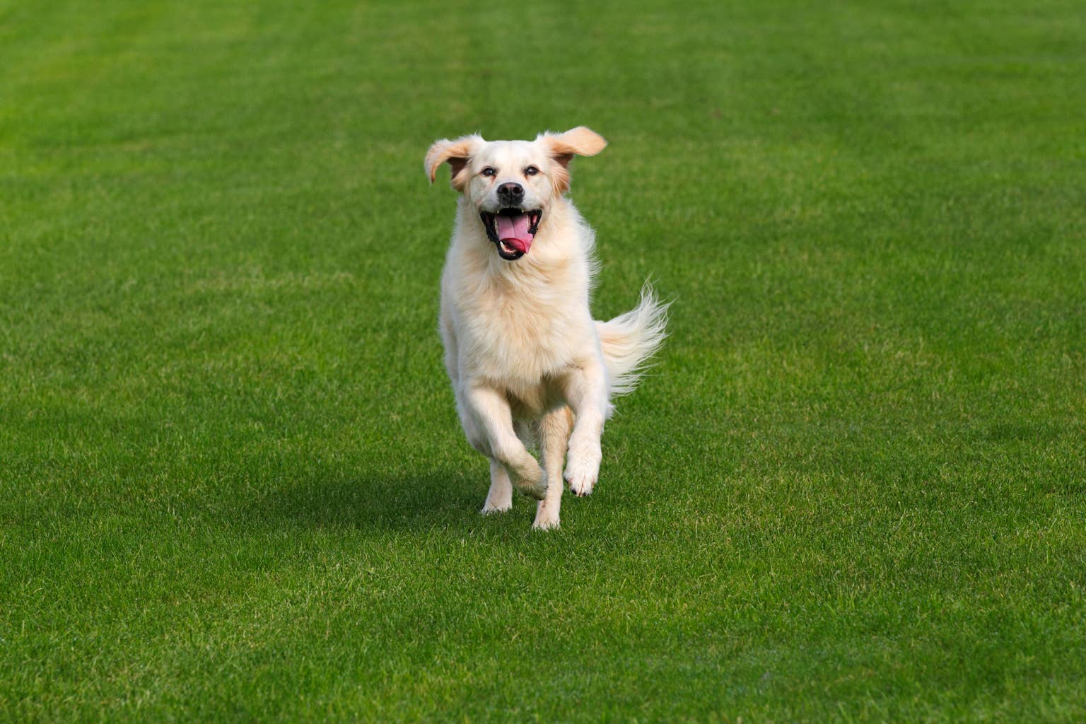 Woman adopts stray dog after heartwarming encounter during her run