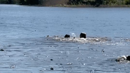 Woman saves dog struggling to swim at Minnesota park