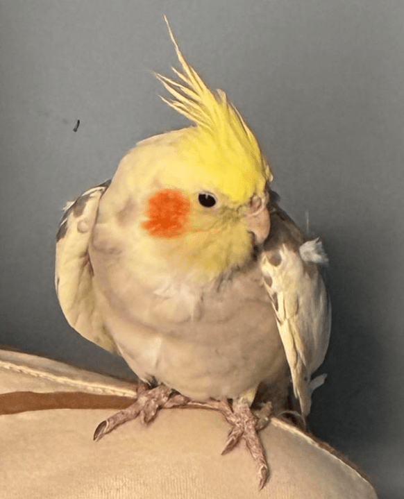Cockatiel found inside Westfield school reunited with family
