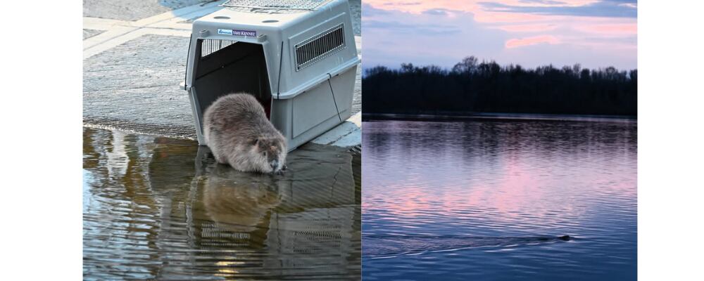 Cold, liquor store beaver rescued in Lincoln released into the wild