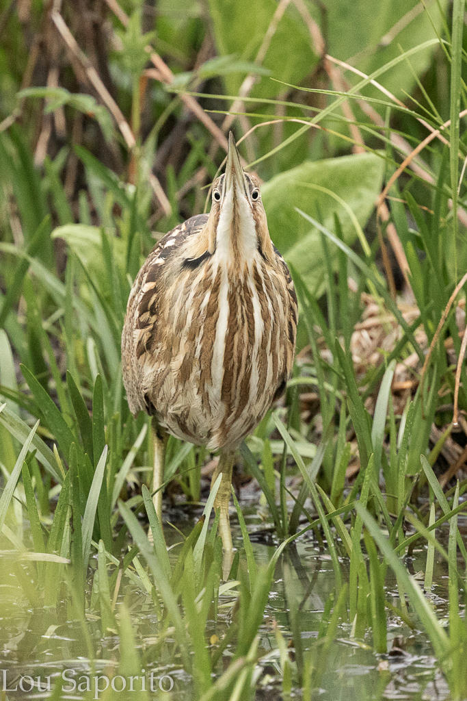 Inside/outside State College: May is the month for birding