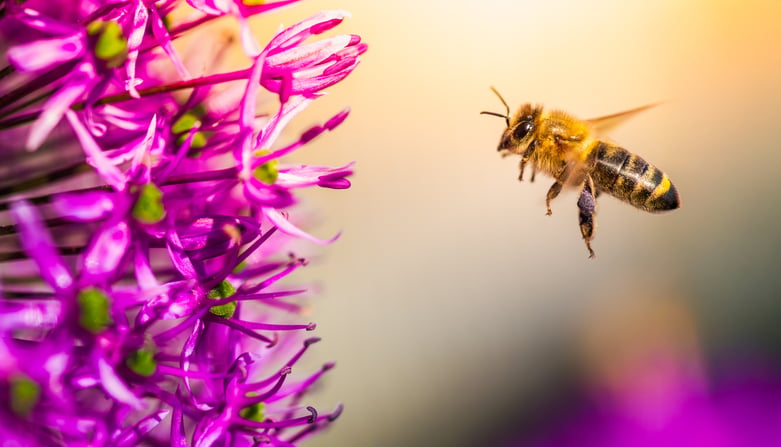 Bee losses hit crisis levels in 2026, expert warns | EUR exclusive