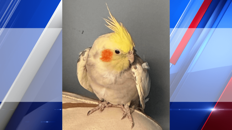 Cockatiel found inside Westfield school reunited with family