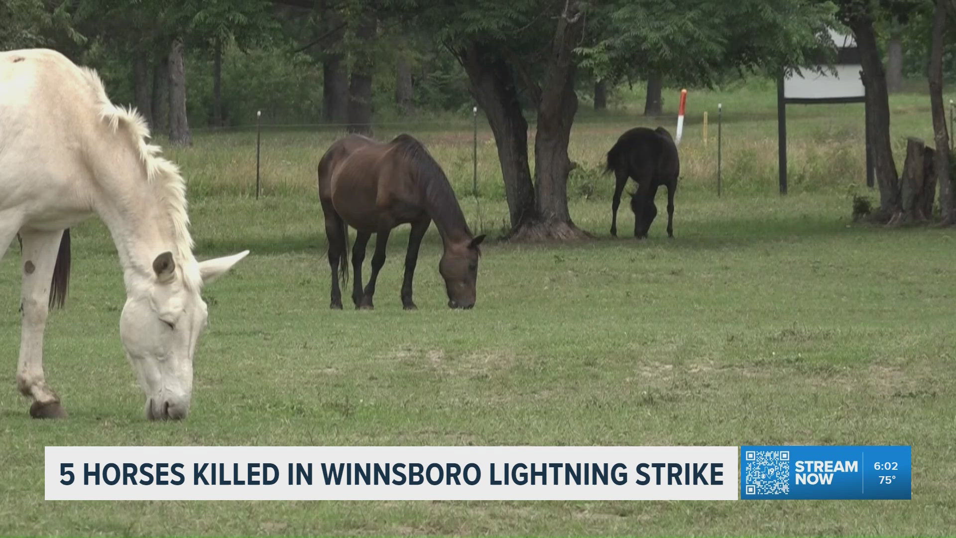 Lightning strike kills five horses at East Texas rescue