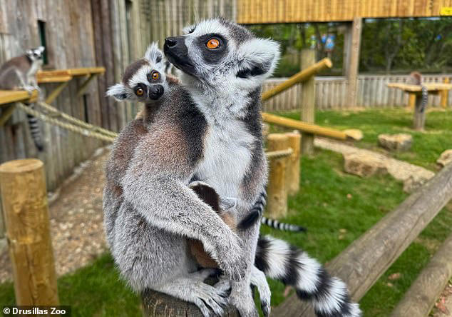UK zoo welcomes not one but two ring-tailed lemur babies