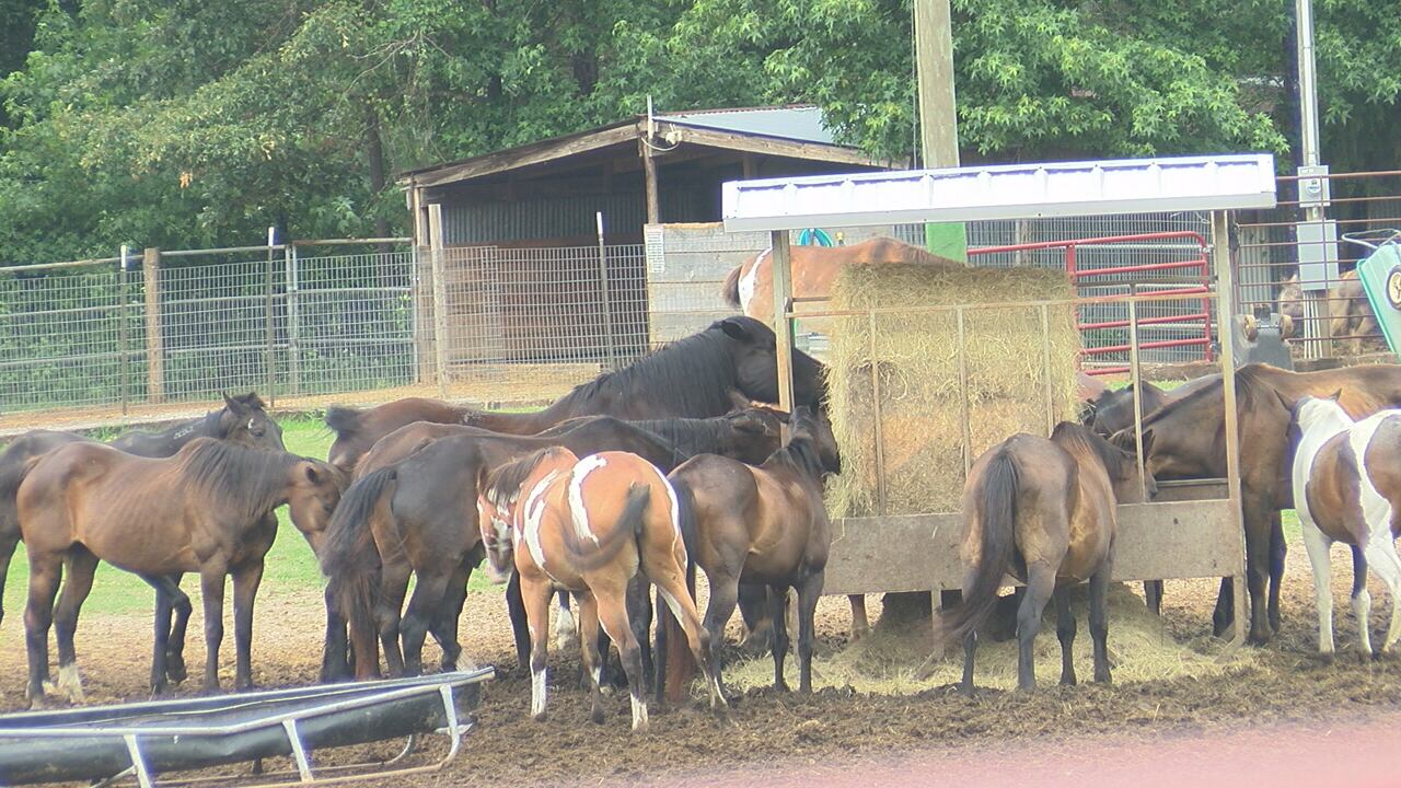 5 rescue horses killed in lightning strike at Winnsboro ranch