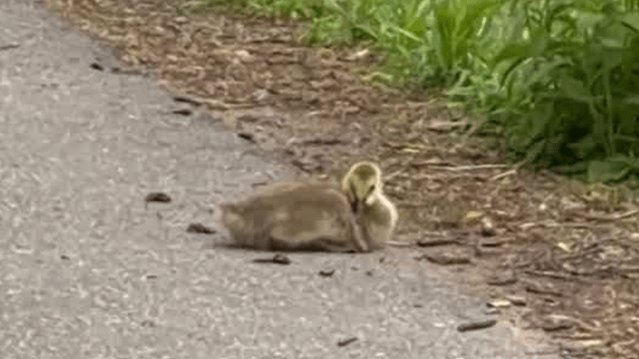 Gosling freed from fishing line wrapped around beak in Longmeadow