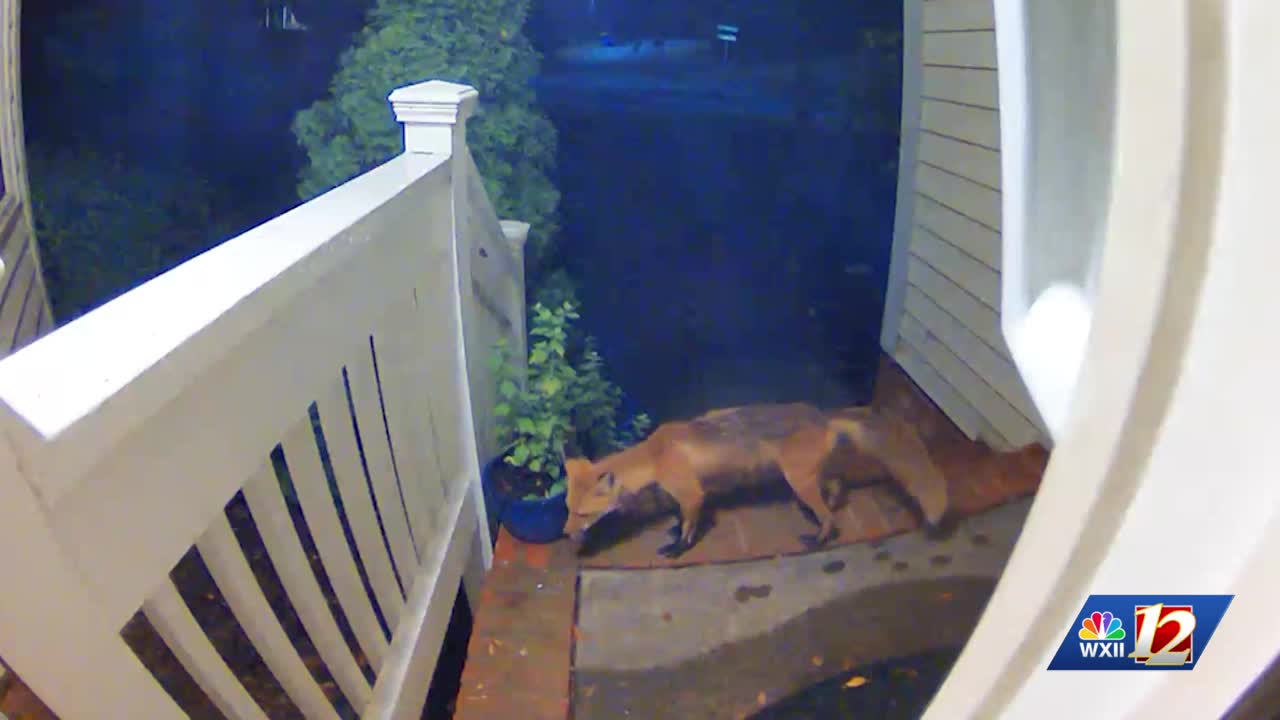 Foxes, snakes, ticks, and more: Experts share what to do if you ...