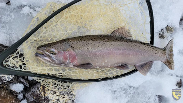 Nearly 6,000 rare rainbow trout rescued after getting stranded in ...