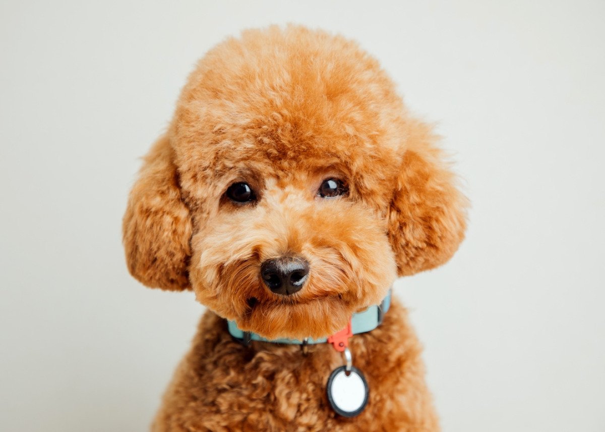 Think your dog is smart? See how their breed ranks against the others ...