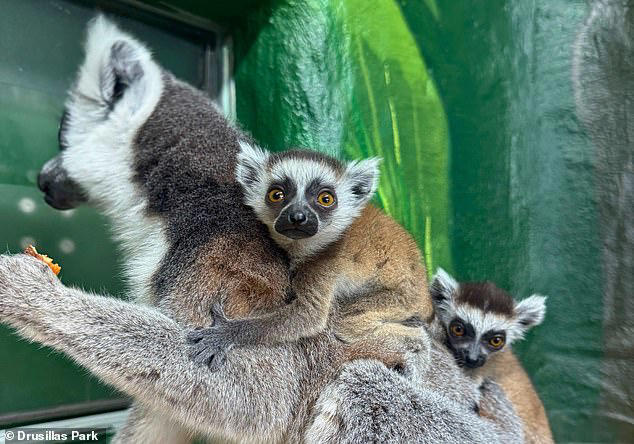 UK zoo welcomes not one but two ring-tailed lemur babies