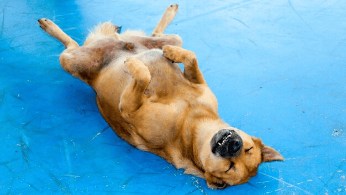 8 signs your dog trusts you more than anyone else