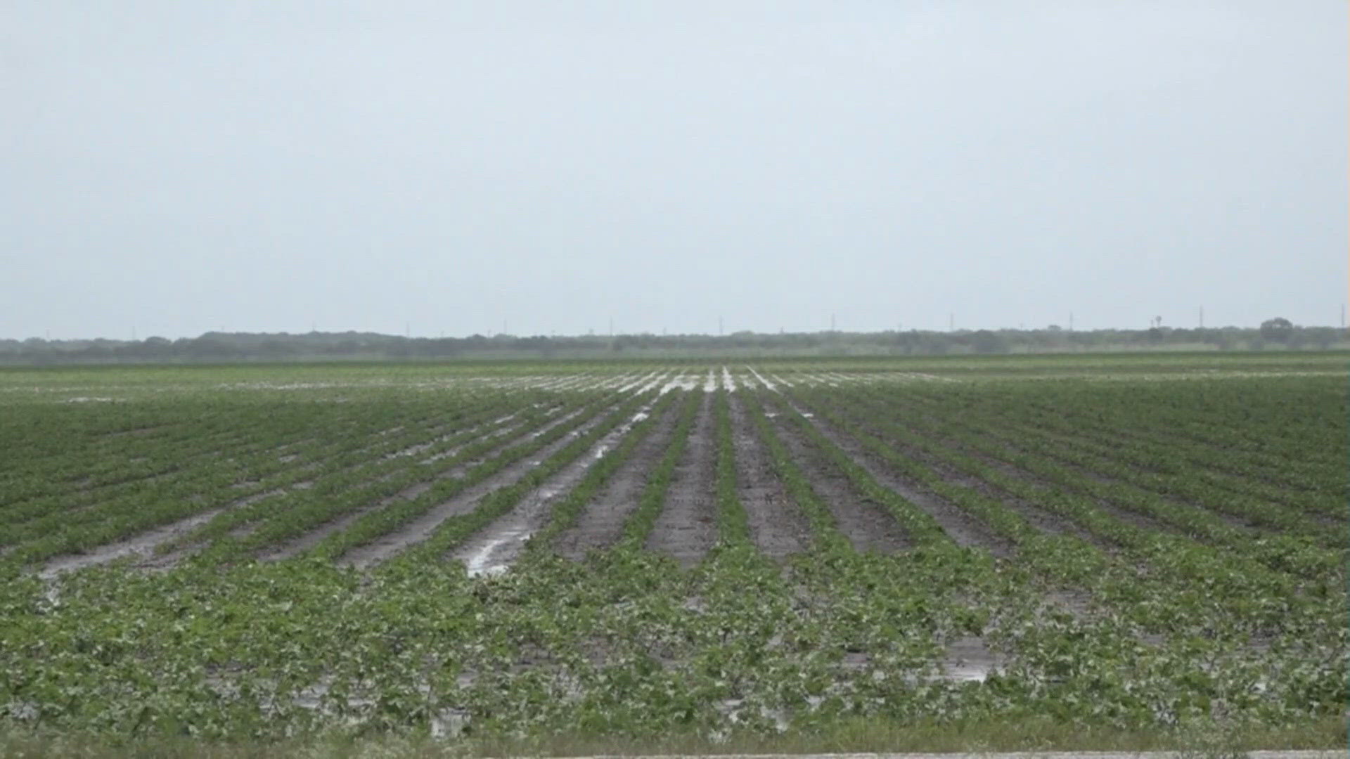 Ag commissioner questions AI data centers
