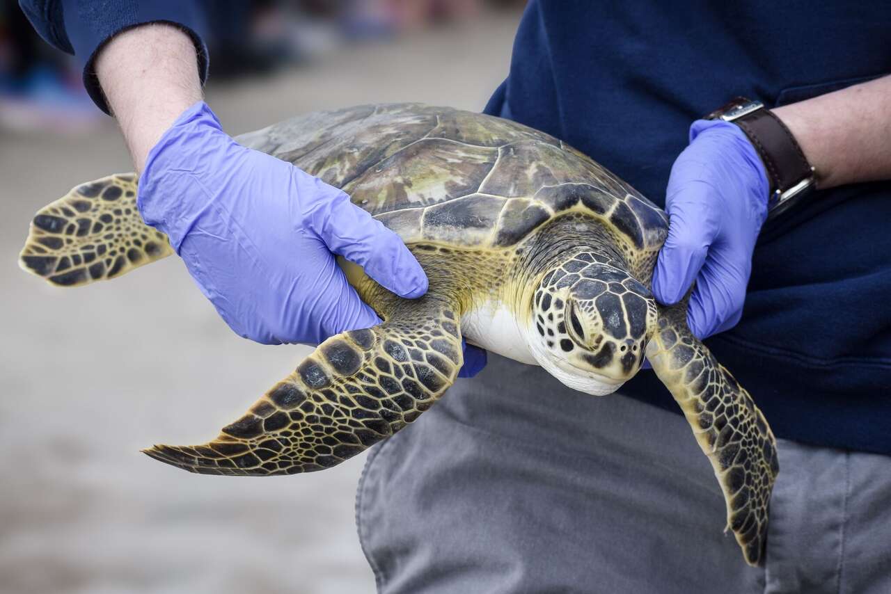 Galveston's new sea turtle hospital set to break ground in November