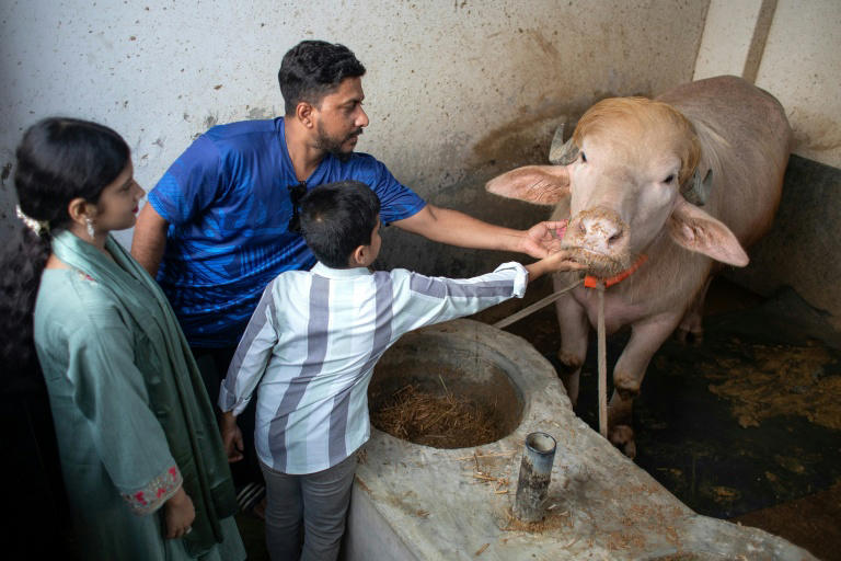 Commander-in-beef: Bangladesh's 'Donald Trump' buffalo wins fans