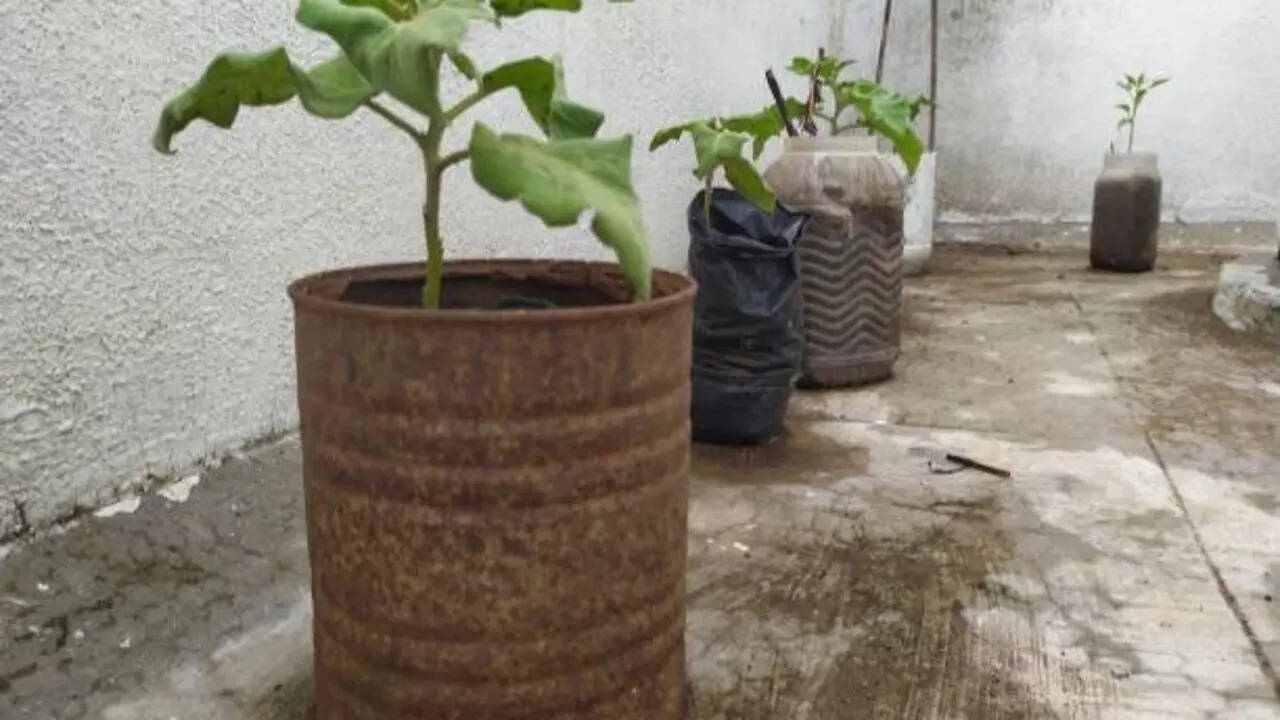 Indian gardeners are using old buckets, paint cans, and rice bags to ...