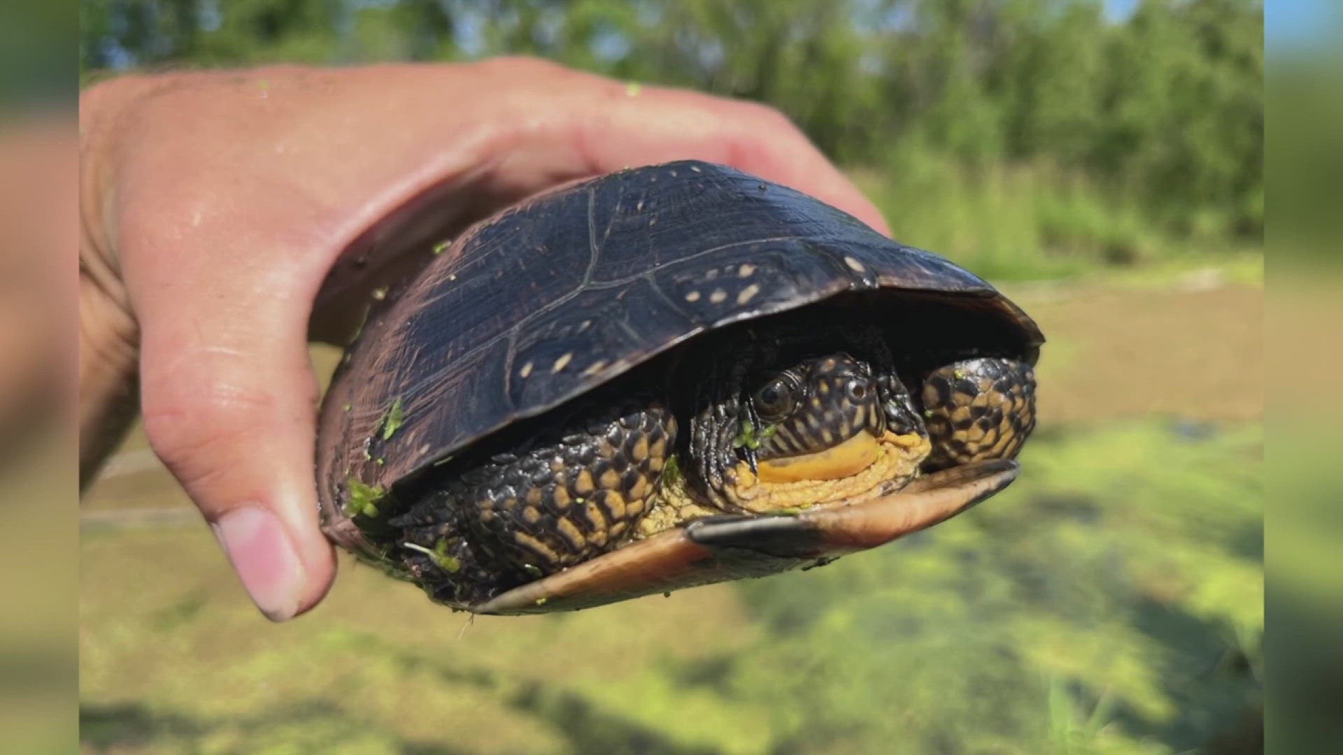 Researcher looking for endangered Blanding's turtles in the Milan Bottoms