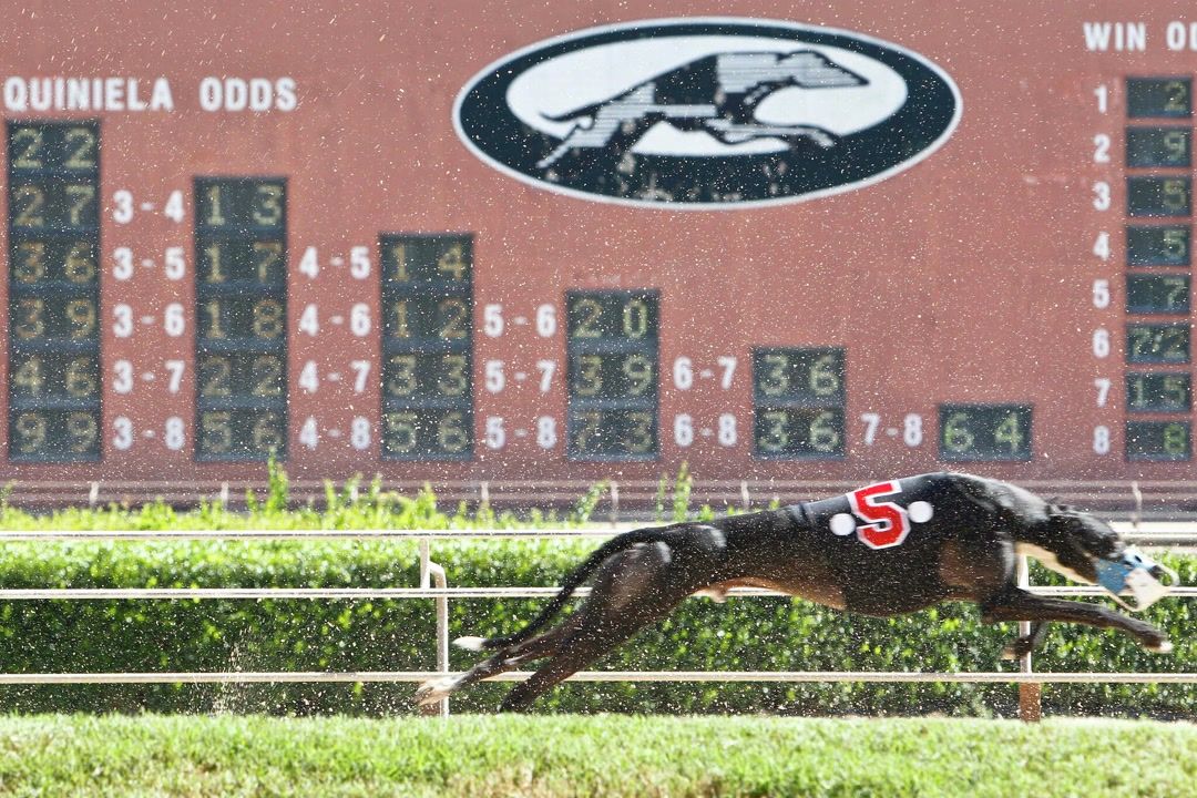 Retail replacing racing at one of world's largest dog tracks in Texas