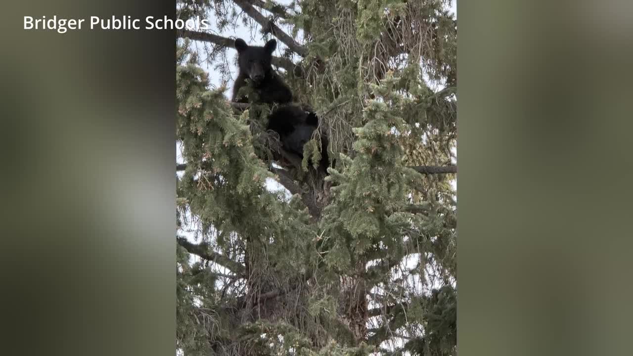 Bears on campus force closure of Bridger schools