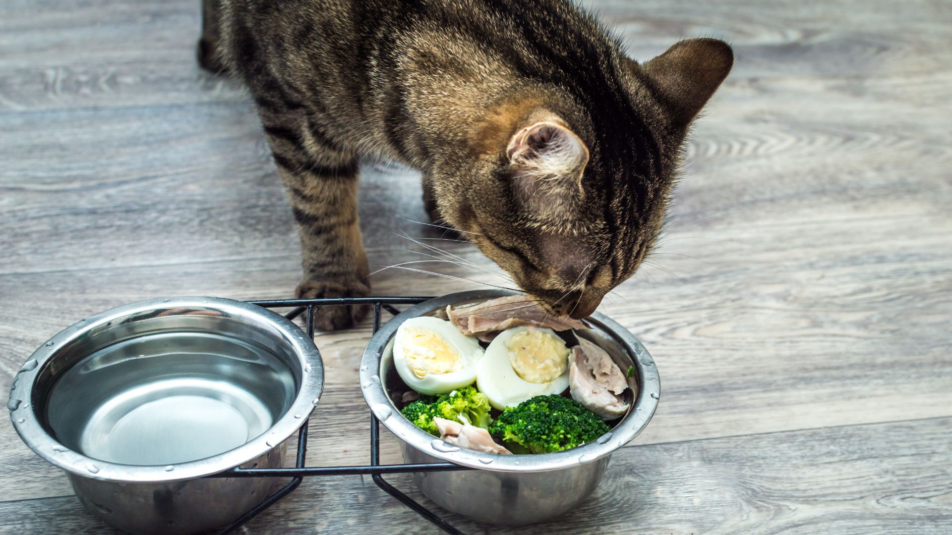 Surprising foods cats can eat