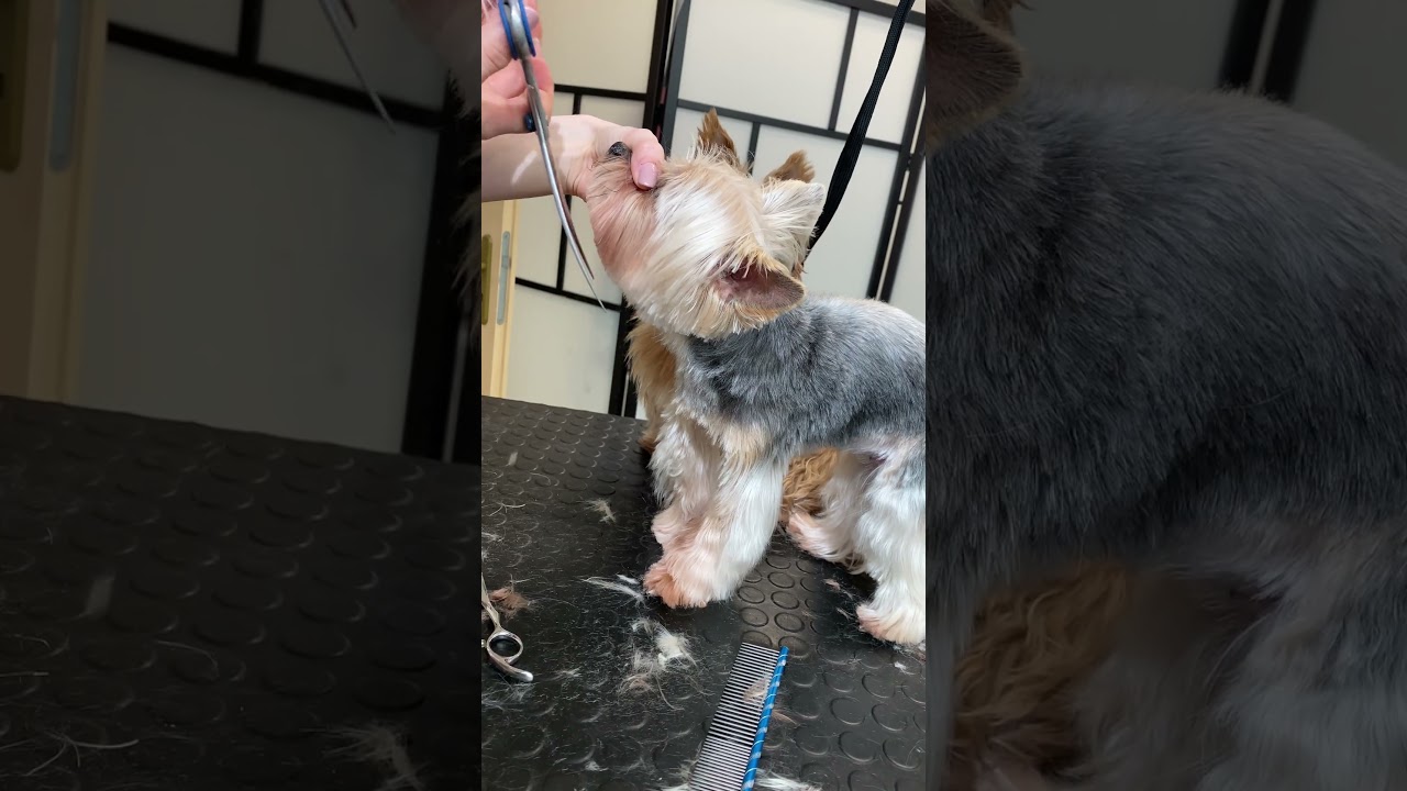 Yorkie makeover: Stunning before & after dog grooming transformation!