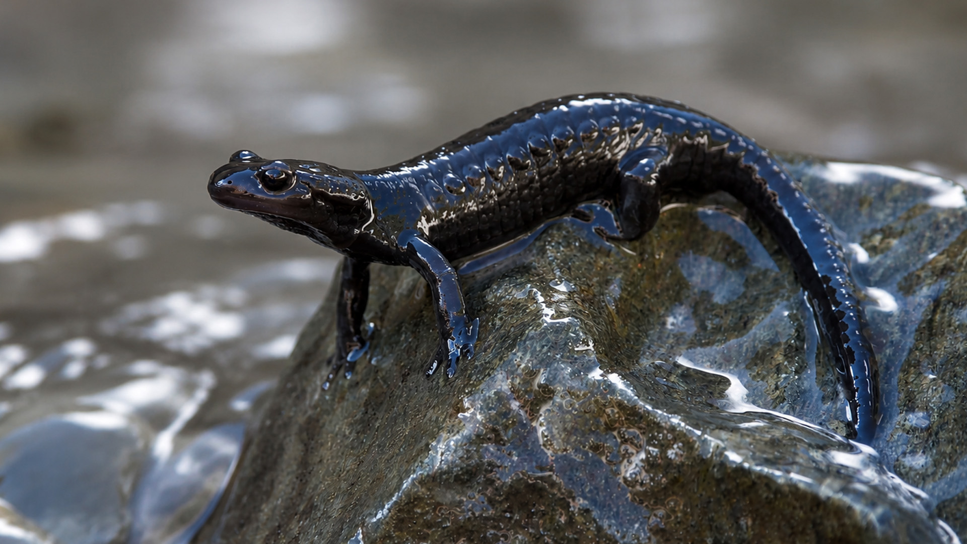 Wildlife footage shows a salamander exploring wet forest rocks