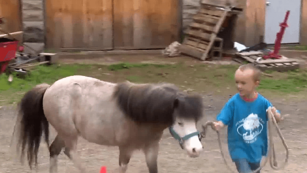 Ridgway nonprofit raising funds for animal transport van